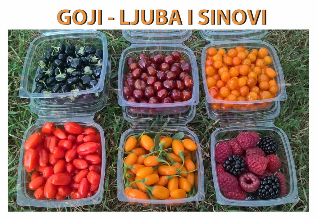 SADNICE i SVEZE GODZI BOBICE (Godji, Goji berry, Crni godži, Black goji)