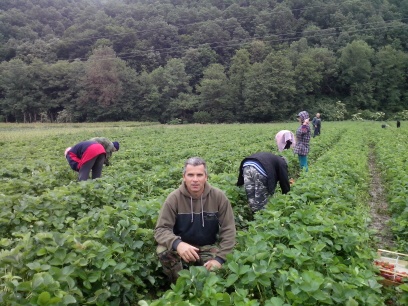 Plantaža jagoda Pavić