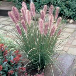 Pennisetum alopecuroides Moudry