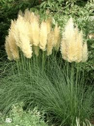 Cortaderia selloana Alba,pampas trava beo cvet