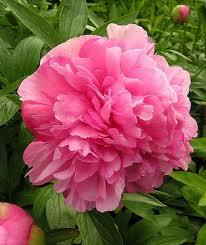 Božur roze boje cvet
