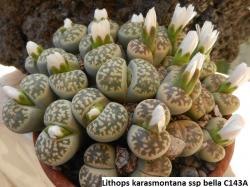 Lithops karasmontana ssp bella - 20 semenki