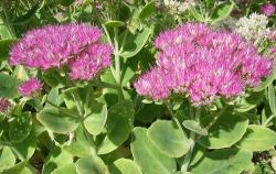 Sedum spectabile,debela koka-roze cvet