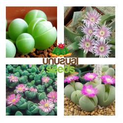 Gibbaeum mix - 20 semenki