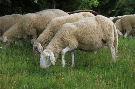 Solčavsko-jezerska ovca