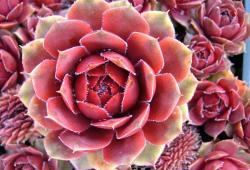 Cuvarkuca - Sempervivum cal. Royal Ruby