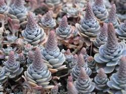 Orostachys iwarenge