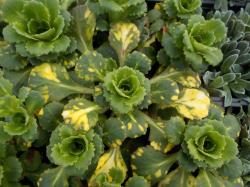 Saxifraga umbrosa variegata