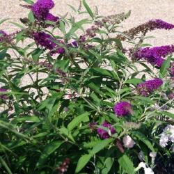 Buddleia Davidii Buzz Midnight - patuljasti letnji jorgovan