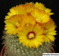 Parodia formosa - 20 semenki