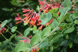 Lonicera sempervirens