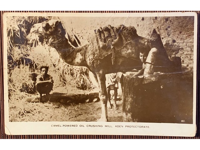 razglednica kamila 1954.god. (3754.)