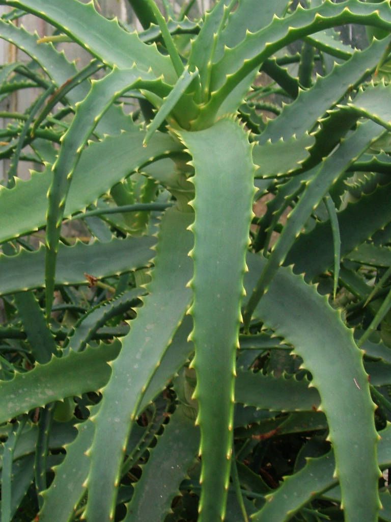 Aloja arborescens