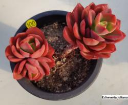 Echeveria juliana - 20 semenki