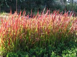 Imperata cylindrica Red Baron