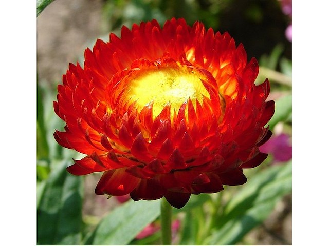 SLAMNA RUŽA (Helichrysum bracteatum) MIX- 100semena