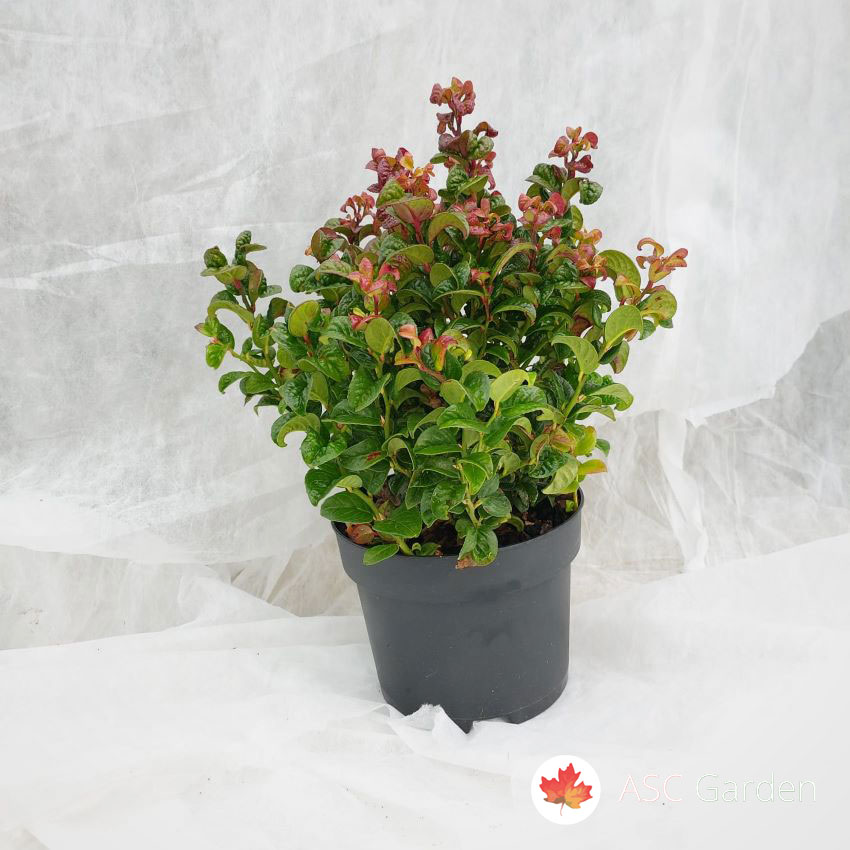 Leucothoe axillaris „Curly red“ 45 cm