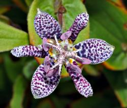 Tricirtis - Divlja orhideja