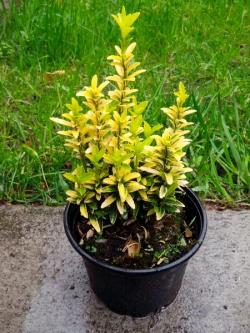 Euonymus japonica Microphyllus aurea