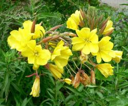 Oenothera biennis - noćurak sadnica