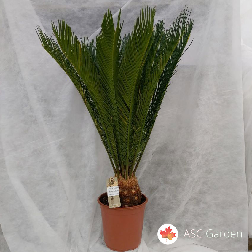 Cycas revoluta – Cikas palma – Sago palma 90 cm