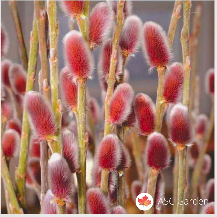 Salix gracilistyla „Mount Aso“ – Japanska crvena vrba 50 cm