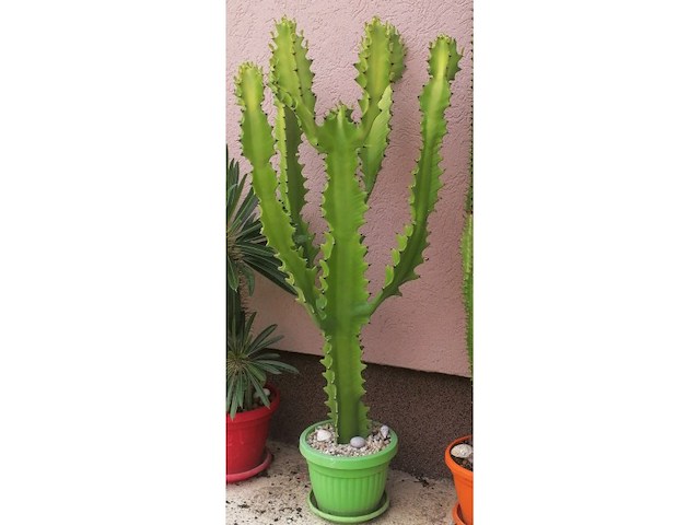 Euphorbia antiquorum