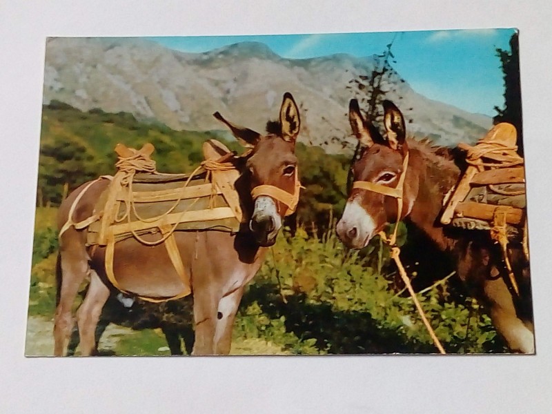 Magarci - Putovala 1972.godine -