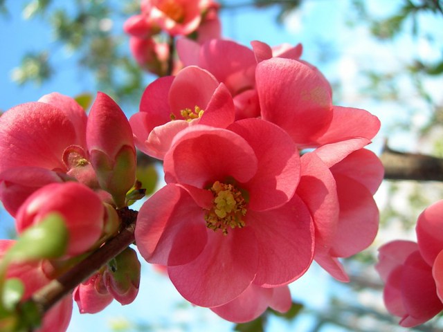 Japanska dunjica (Chaenomeles japoninica), sadnica