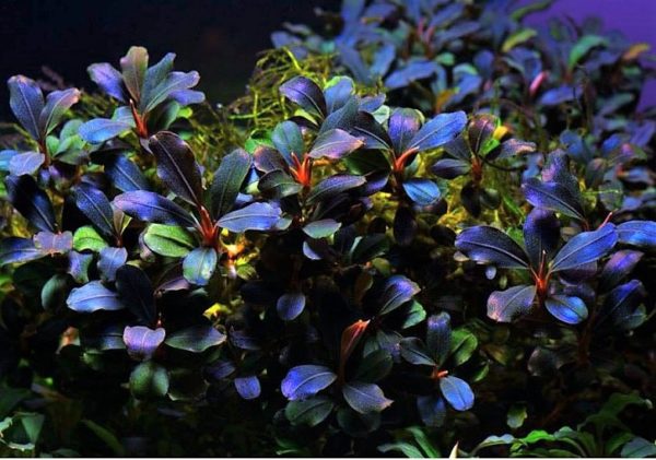Bucephalandra deep purple