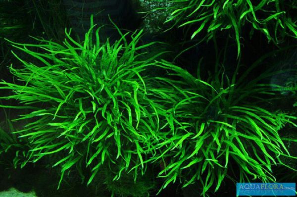 Microsorum Pteropus “Narrow leaf“