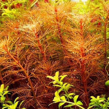 Myriophyllum mattogrossense-Red