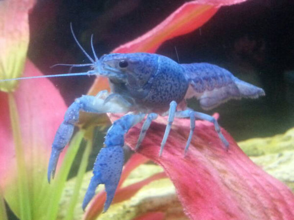 Procambarus Alleni (Plavi rak)