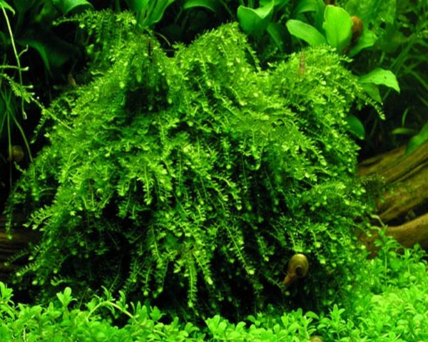 Vesicularia Ferriei-Weeping Moss