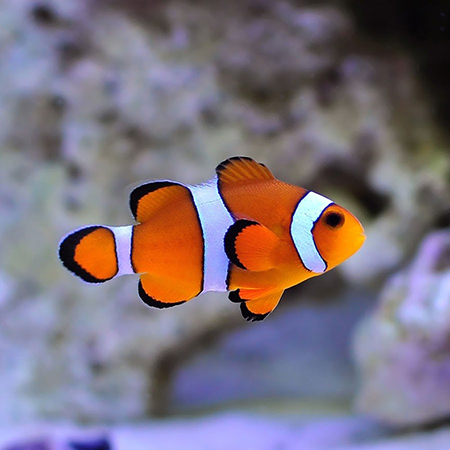 Amphiprion Ocellaris – Clown Fish