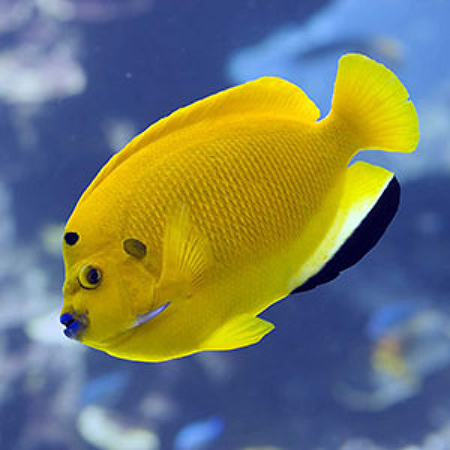 Apolemichthys Trimaculatus – Flagfin Angelfish