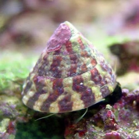Banded Trochus Snail – Trochus histrio