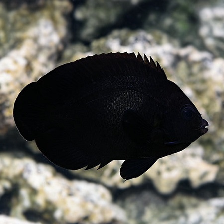 Black Nox Angelfish – Centropyge nox