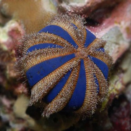 Blue Tuxedo Urchin – Mespilla Globulus