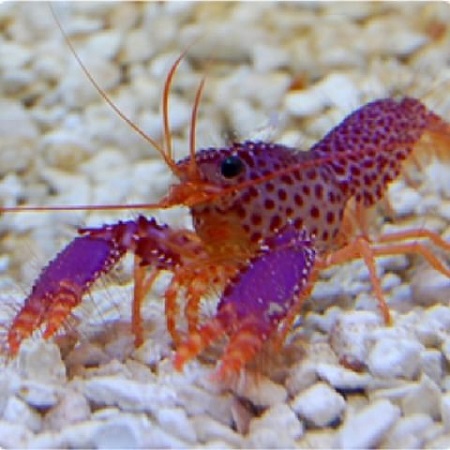 Debelius Reef Lobster – Enoplometopus debelius