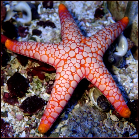 Fromia Monilis – Tile Sea Star, Orange / Red