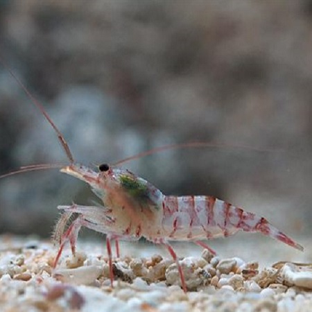 Kuekenthal's cleaner shrimp – Lysmata kuekenthali