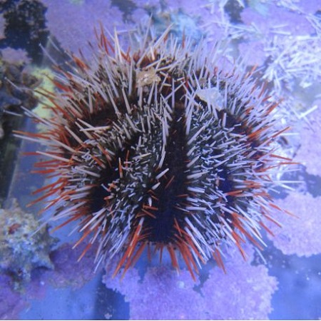 Pincushion Urchin, Hairy – Tripneustes gratilla