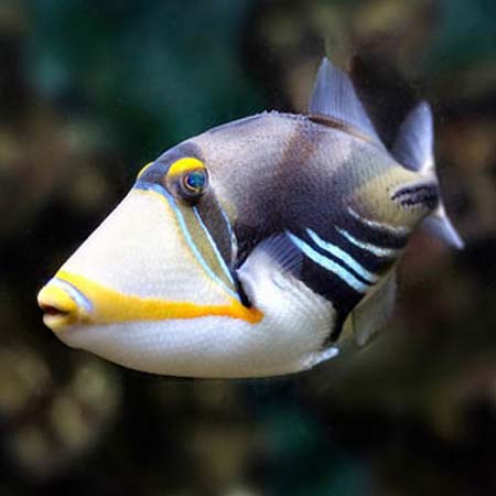 Rhinechatnus Aculeatus – Picasso Trigger Fish