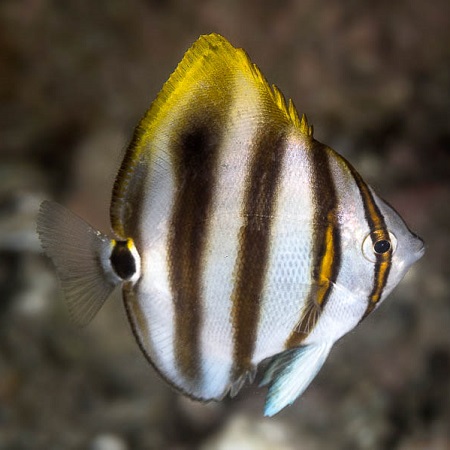 Spotfin Reef Butterfly – Parachaetodon Ocellatus
