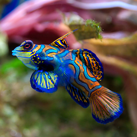 Synchiropus Splendidus – Mandarin Fish