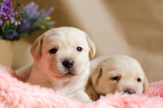 Labrador Retriver štenci