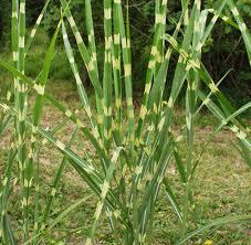 Miscanthus sinensis Zebrinus