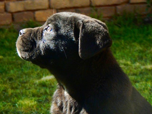 Cane Corso