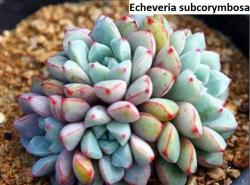 Echeveria subcorymbosa - 20 semenki